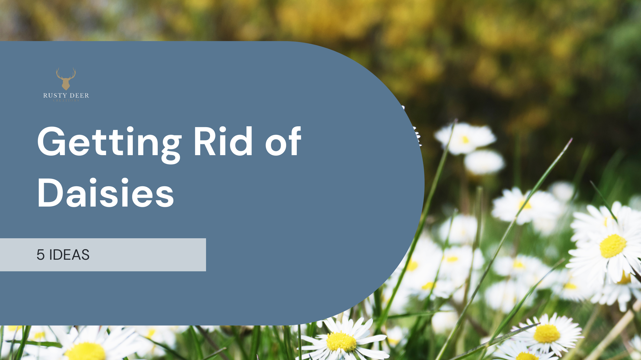 Daisies: Cute or Just Plain Rude? – Rusty Deer